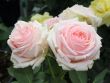 Ramblerrose 'Francois Juranville' - Rosa 'Francois Juranville ...