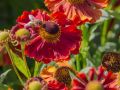 Sonnenbraut 'Mahagoni' - Helenium x cultorum 'Mahagoni' - Baumschule ...