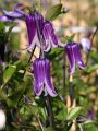 Clematis 'Rooguchi' - Clematis integrifolia 'Rooguchi' - Baumschule ...