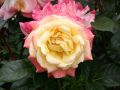Edelrose 'Kessy' ® - Rosa 'Kessy' ® - Baumschule Horstmann