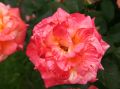 Edelrose 'Marvelle' ® - Rosa 'Marvelle' ® - Baumschule Horstmann