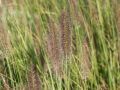 Federborstengras 'Compressum' - Pennisetum alopecuroides 'Compressum ...