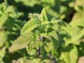 Gamander 'Purple Tails' - Teucrium hyrcanicum 'Purple Tails ...