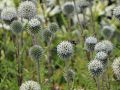 Kugeldistel 'Artic Glow' - Echinops sphaerocephalus 'Arctic Glow ...