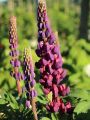 Lupine 'Masterpiece' - Lupinus polyphyllus 'Masterpiece' - Baumschule ...