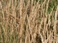 Reitgras 'Avalanche' - Calamagrostis x acutiflora 'Avalanche ...