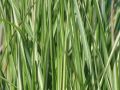 Reitgras 'Avalanche' - Calamagrostis x acutiflora 'Avalanche ...