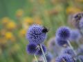 Veitchs-Kugeldistel 'Veitchs Blue' - Echinops ritro 'Veitchs Blue ...