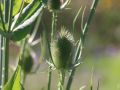 Wilde Karde - Dipsacus fullonum - Baumschule Horstmann